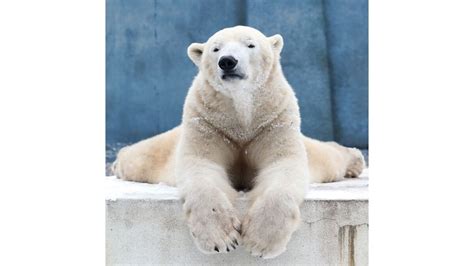 Sonhar Urso Polar Filhote Ca Ando Morto Bravo E Mais