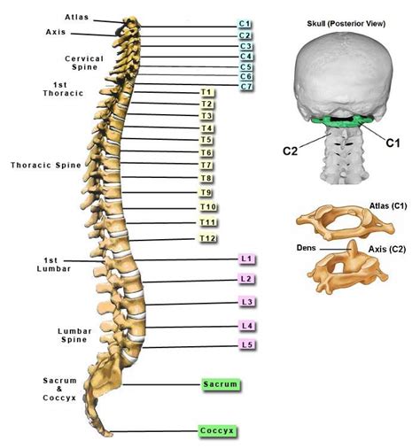 Bones Of The Spine Labeled