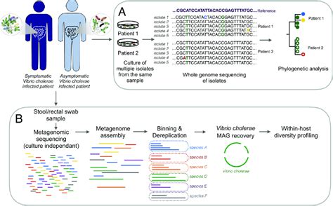 summary of the culture dependent and culture free metagenomics download scientific diagram
