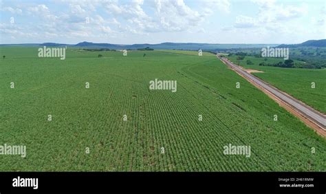 Sugar Cane Hasvest Plantation Aerial Aerial Top View Of A Agriculture