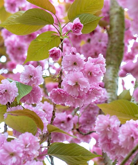 Flowering Cherry Tree Care And Growing Guide Homes Gardens