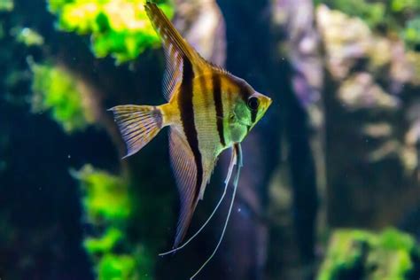 PLA Filament Aquarium Safe Tips Recommendations WhoSpilled