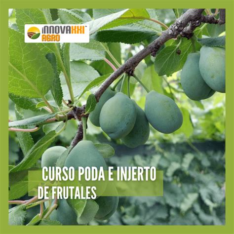 Curso Poda E Injerto De Frutales Online Innova XXI Agro