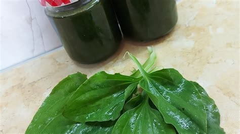 syrop z babki zwyczajnej lub lacentowej naturalny lek na górne drogi