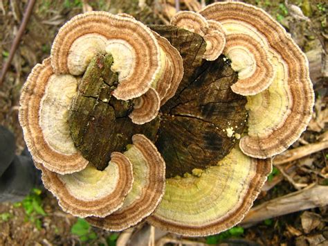 Fungos Biologia A ciência da vida