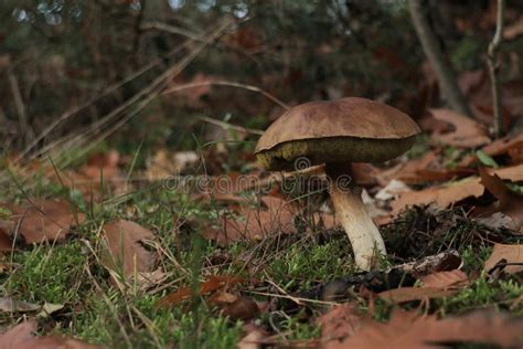 Brown Cap Porcini Mushroom Grow In Wood Stock Photo Image Of