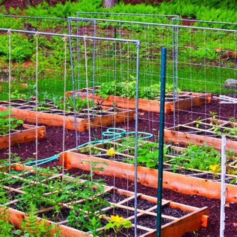 12 BEST Trellis For Cucumber In Raised Beds Slick Garden