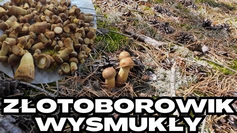 Wysyp borowików amerykańskich YouTube