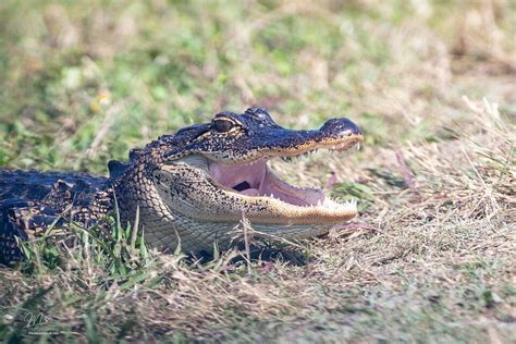 The Largest Alligator Weighing In At Pounds Caught Alive In Texas
