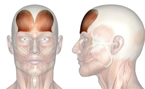Musculos Faciales Quizlet