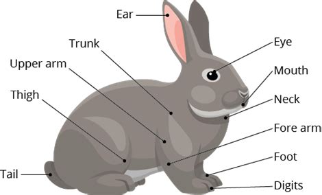 External Morphology Of The Rabbit Lesson Science State Board Class 10