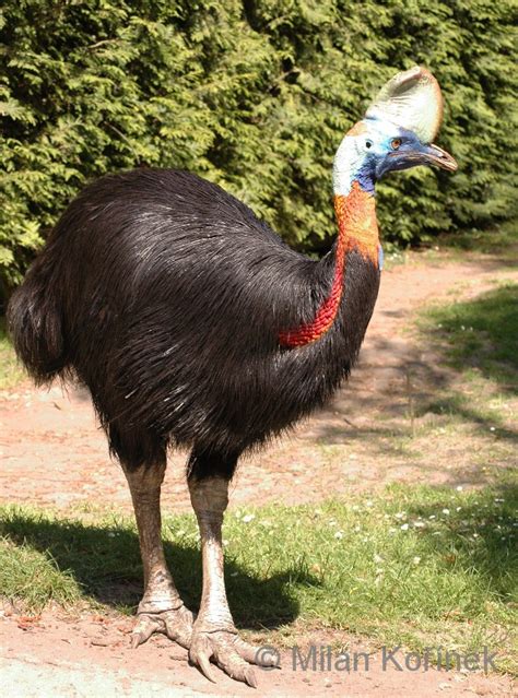 Kasuari Burung Paling Berbahaya Di Dunia Alamendah S Blog