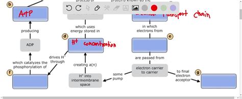 Oxidative Phosphorylation Diagram Mastering Biology