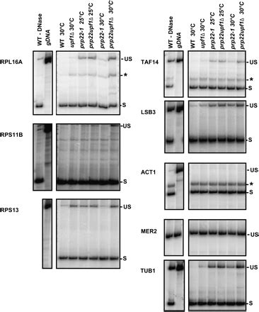 Nonsense Mediated Mrna Decay Mutes The Splicing Defects Of Spliceosome