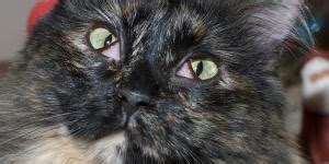 Cómo limpiar los ojos de un gato con manzanilla VÍDEO