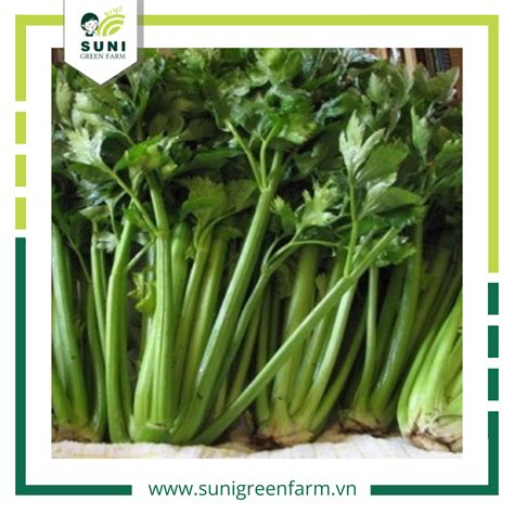Rau Cần Tây có tác dụng gì cho sức khỏe con người SUNI GREEN FARM