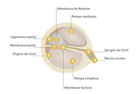Arteria Epigastrica Inferior Anatomía y Función