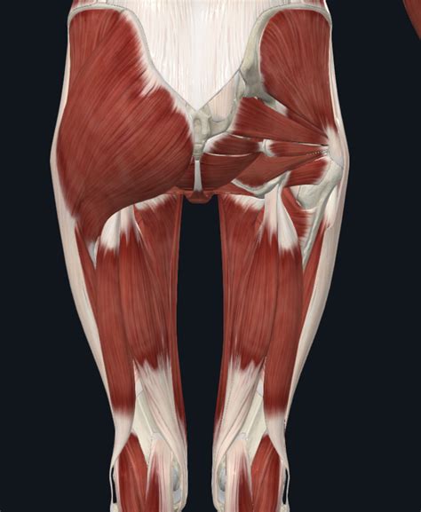 Labeling Posterior Thigh And Glute Muscles Diagram Quizlet