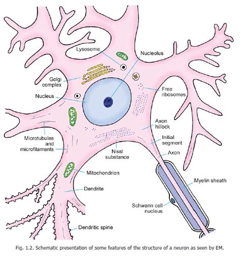 Neuron Structure