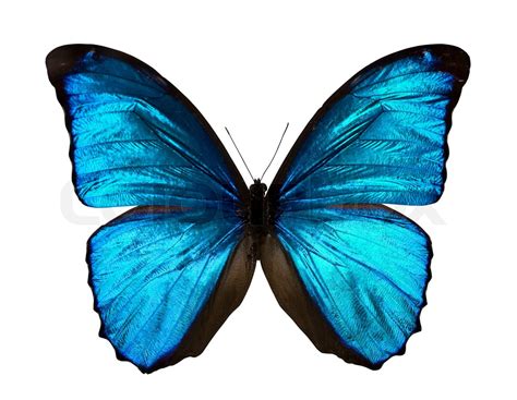 Morpho menelaus Schmetterling isoliert auf weiß Stock Bild Colourbox