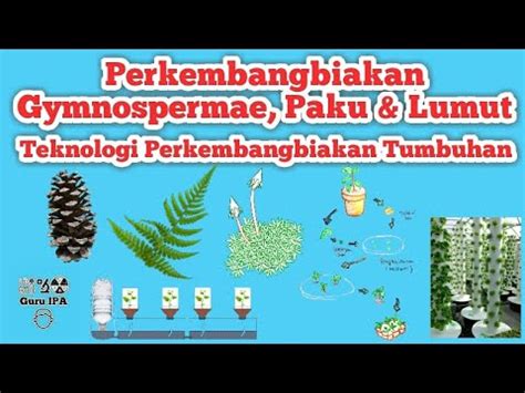 Perkembangbiakan Tumbuhan Gymnospermae Paku Lumut Serta Teknologi