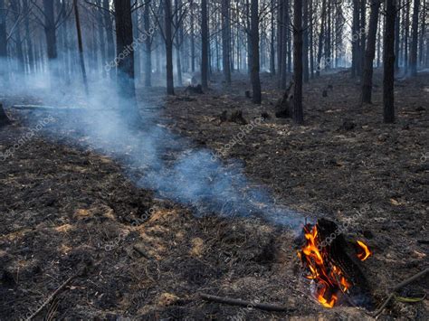 Trozo de árbol en llamas después de un incendio forestal en una