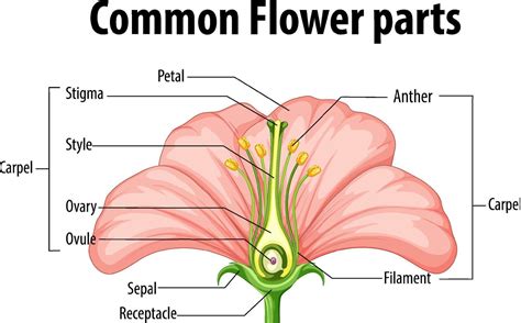 Show Me A Diagram Of The Different Parts Of Flower Welcoming