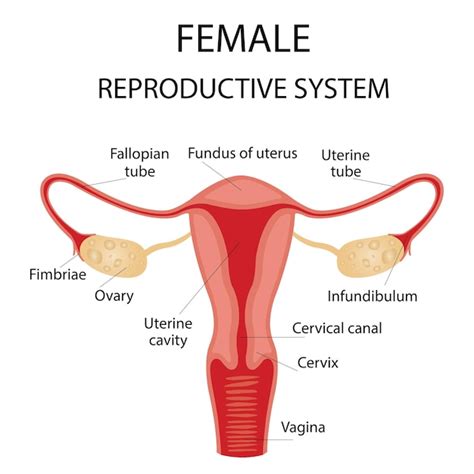 Anatomia humana sistema reprodutor feminino órgãos reprodutores