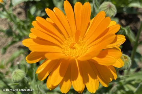 Calendula Officinalis Une Plante Du Soleil Blog Herbiolys