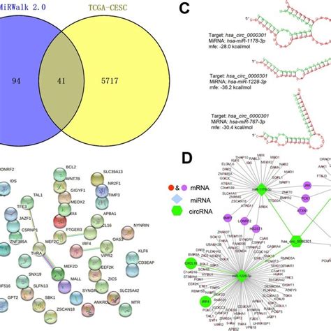 Reconstruction Of The CircRNA MiRNA MRNA Network A Venn Diagram Of
