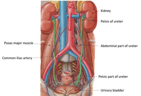 Ovarian Artery Ureter