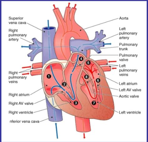 1 AP Review Cardio Flashcards Quizlet