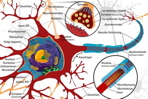 Nervenzelle Anatomie Funktion Beschwerden Krank De