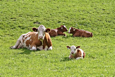 Kühe Kälber Landwirtschaft Kostenloses Foto auf Pixabay Pixabay