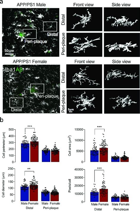 evidence of sex related differences in morphology of microglia distal download scientific