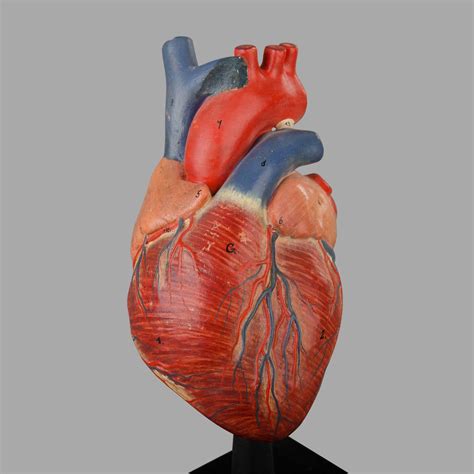Anatomical Model Of The Human Heart At 1stDibs