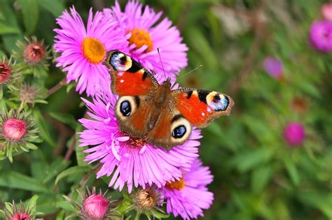 Borboleta Pav O Flores Foto Gratuita No Pixabay Pixabay
