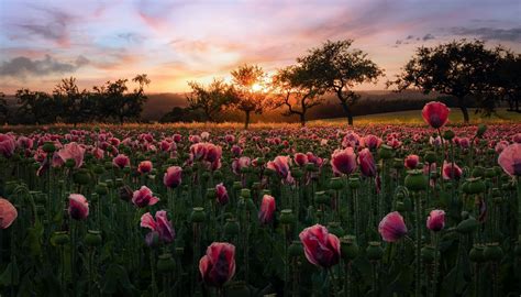 Poppy HD Wallpaper