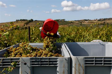 Maremma Toscana parte la vendemmia Bene la qualità delle uve