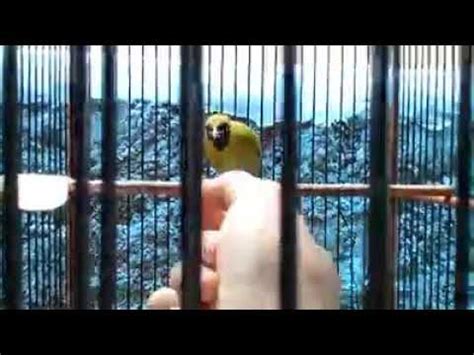Terbukti Pancingan Cucak Ijo Agar Cepat Gacor YouTube