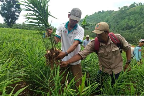 Dinas Pertanian Tapin Target Panen Jahe Merah 92 Ton 2023 ANTARA News