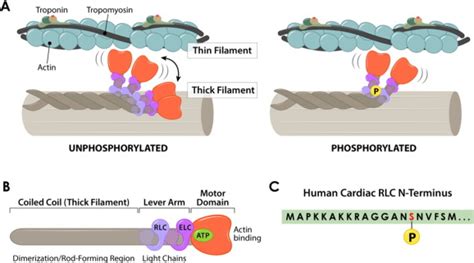 Role Of Myosin Light Chain Phosphatase In Cardiac Physiology And