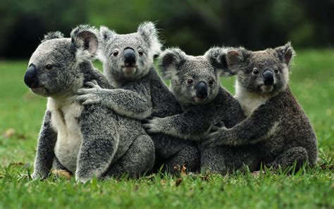 Koala Cuddles A Heartwarming HD Wallpaper