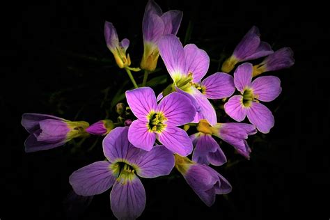 Wiesenschaumkraut Liebe Ist Eine Blume Deren Samen Der Flickr