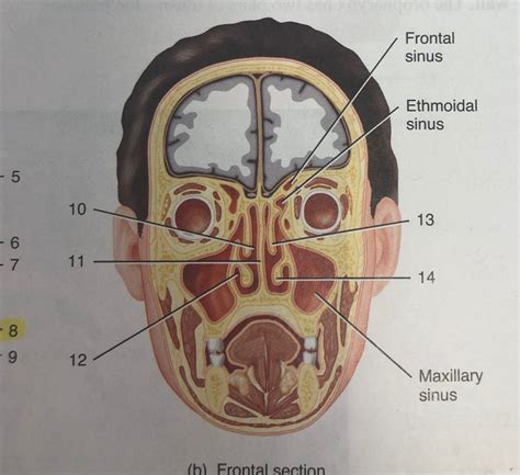 B Nasal Structures Within Nasal Cavity Diagram Quizlet