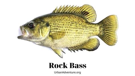 Smallmouth Bass Vs Rock Bass Interesting Facts Between The Two