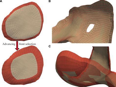frontiers robust automatic hexahedral cartilage meshing framework enables population based