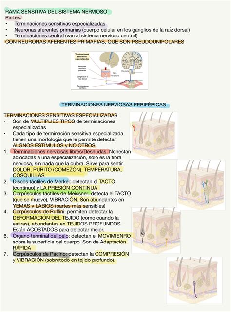 SOLUTION Sistema Nervioso Perif Rico Studypool