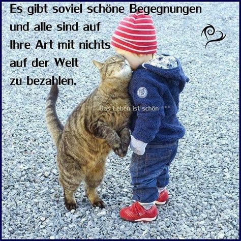 Spr Che Lustige Katzen Videos Katzen Lustige Spr Che Katzenspr Che