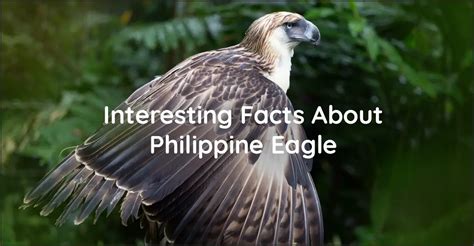Interesting Facts About The Philippine Eagle Discover The Philippines
